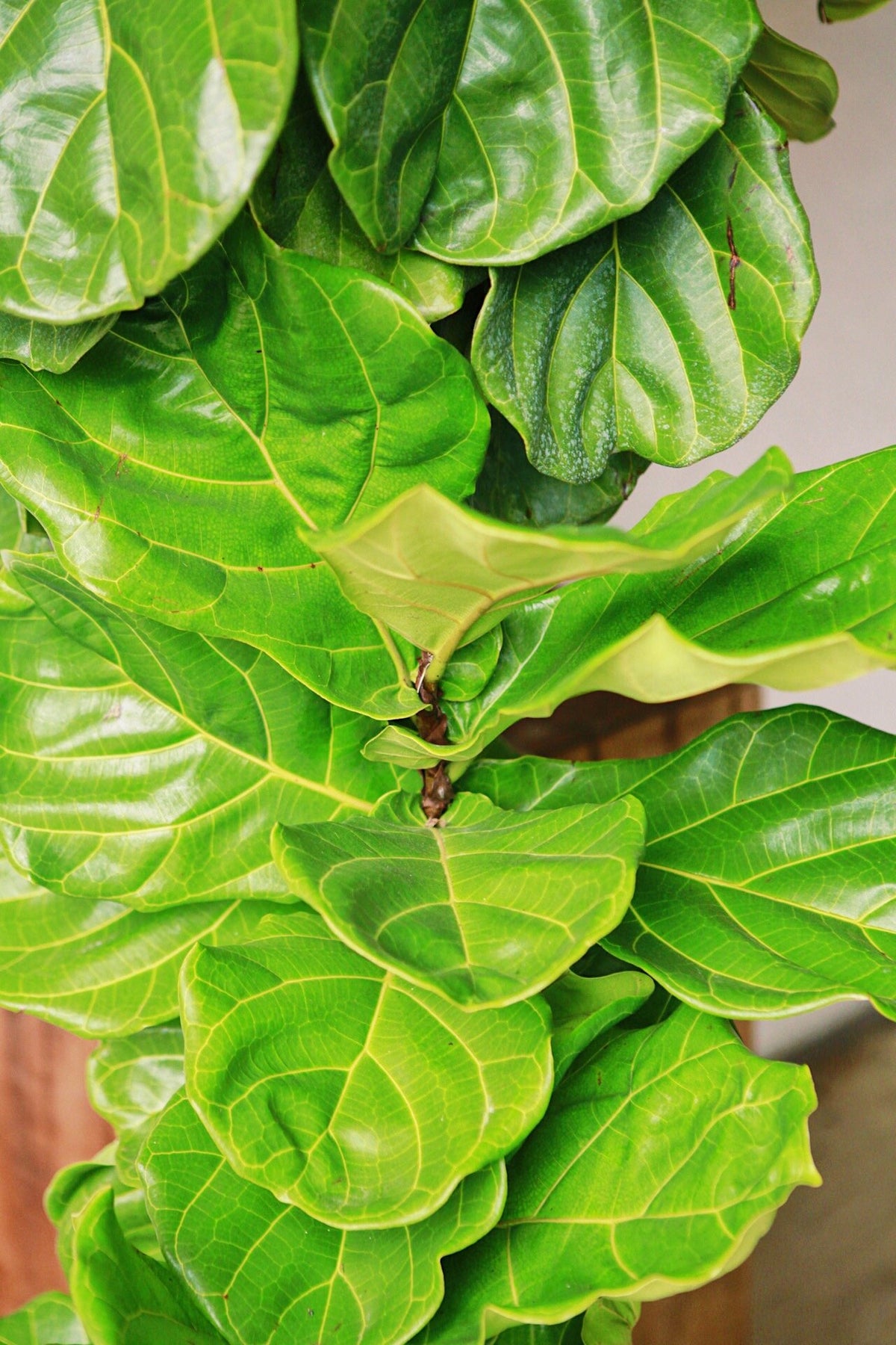 A Closer Look at Fiddle Leaf Figs – REWILD