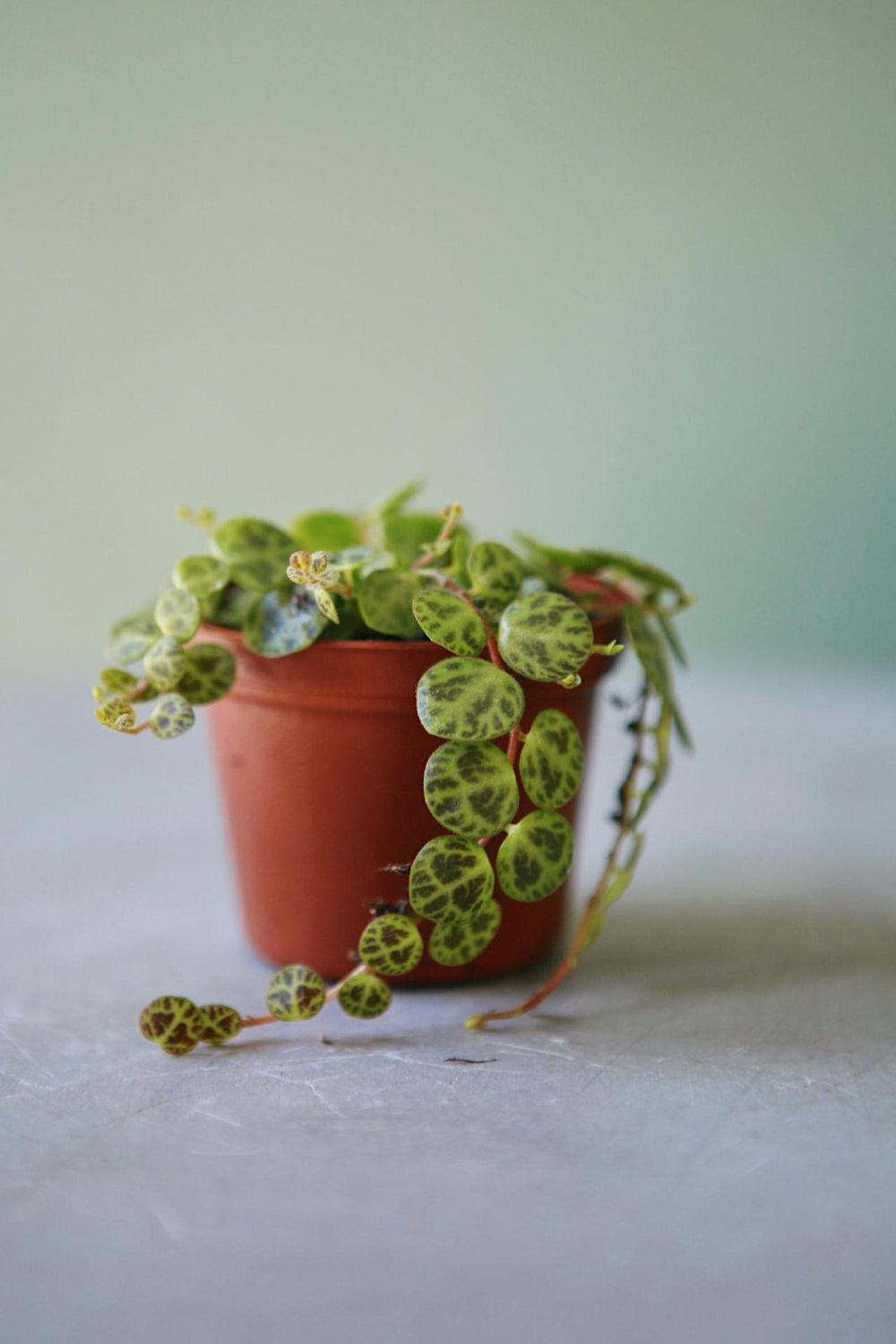 String of Turtles