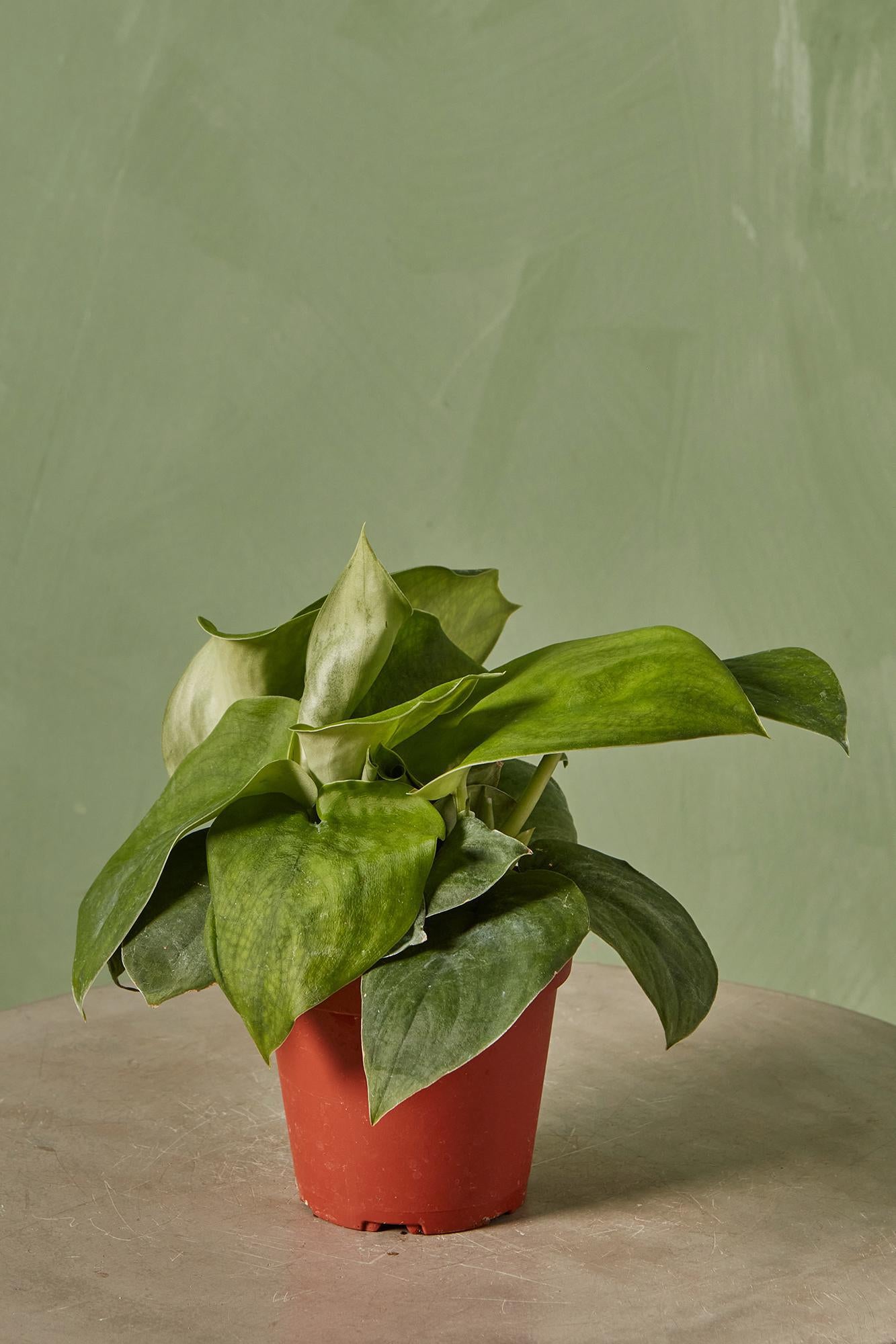 Scindapsus 'Green Satin'