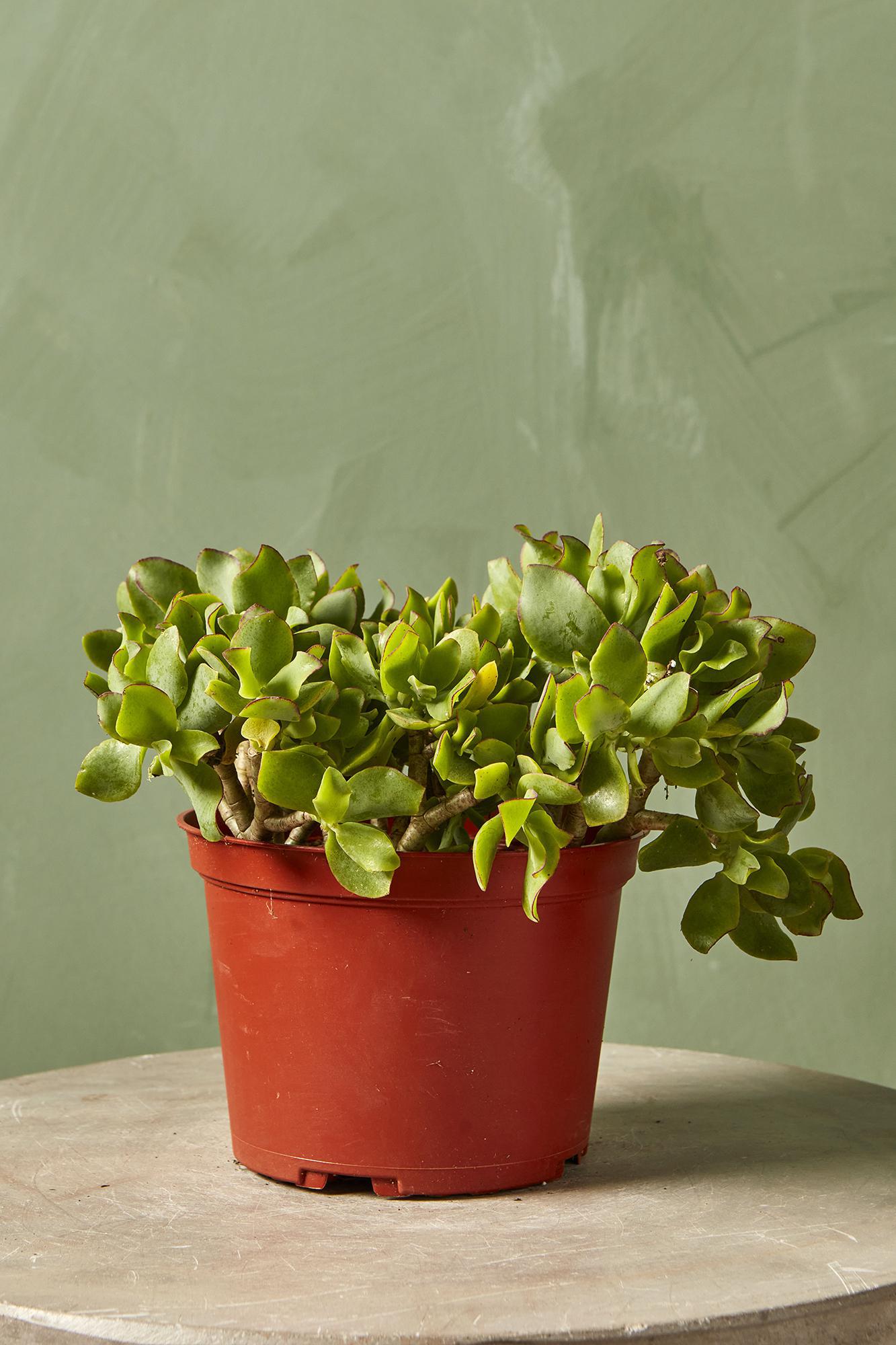 Variegated Blue Wave Jade