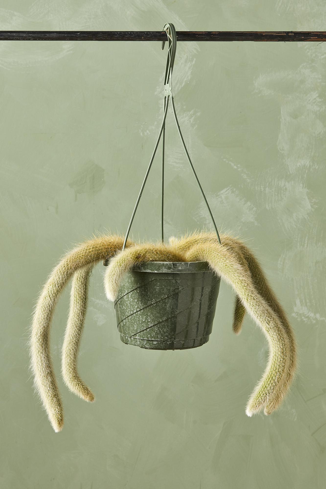 Monkeytail Cactus
