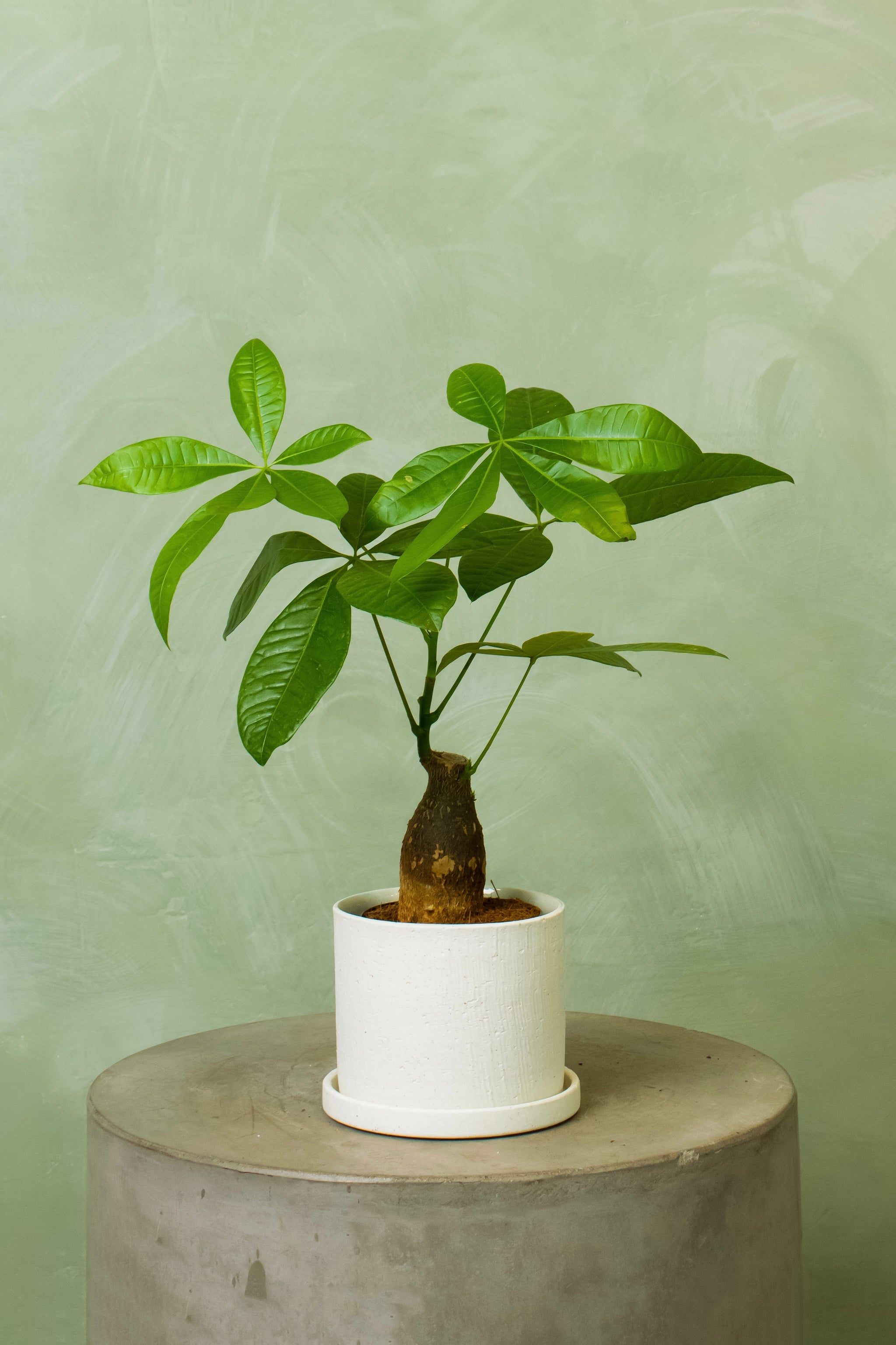 Potted 5.5" Money Tree Stump