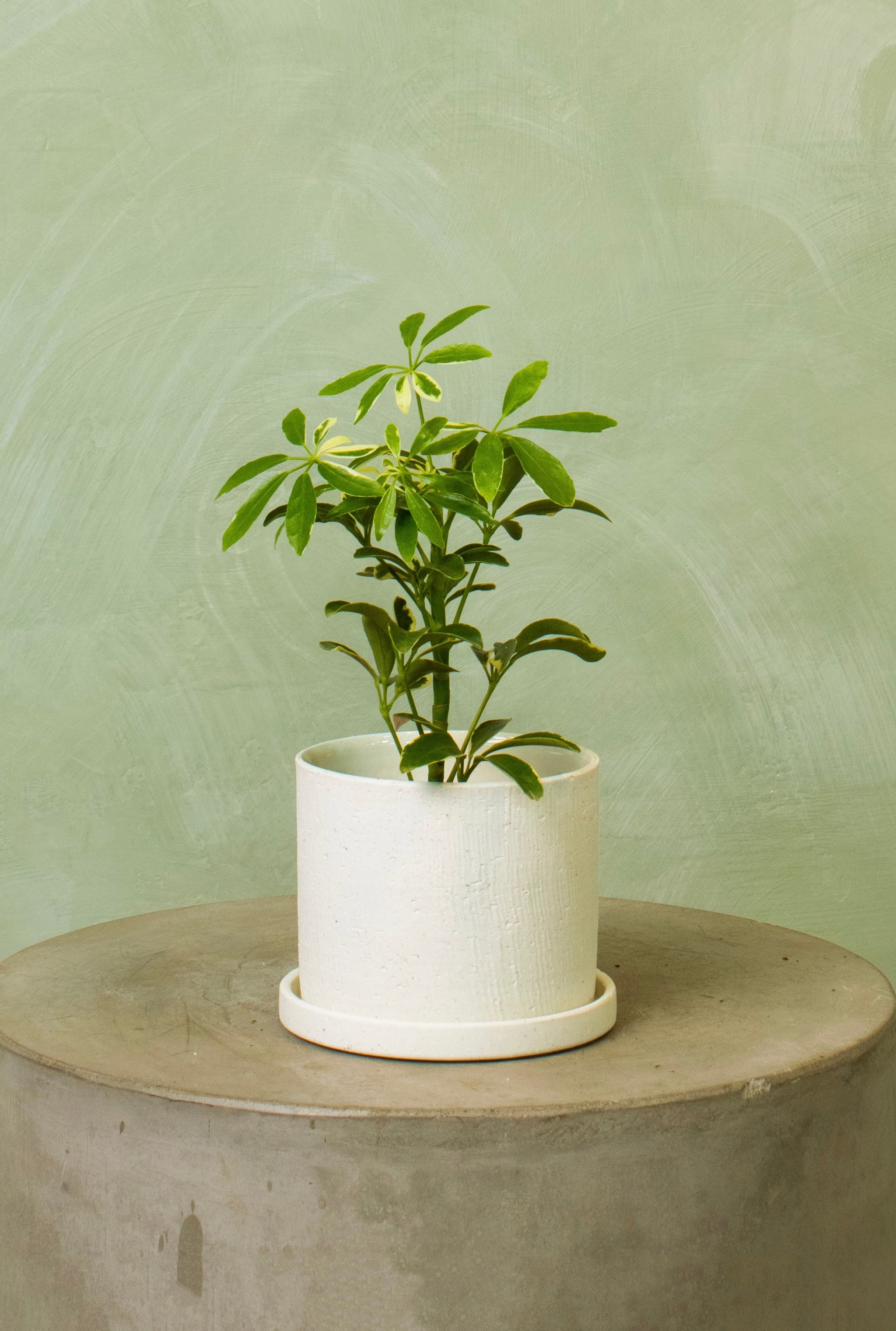 Potted 5.5" Umbrella Tree 'Moondrop'